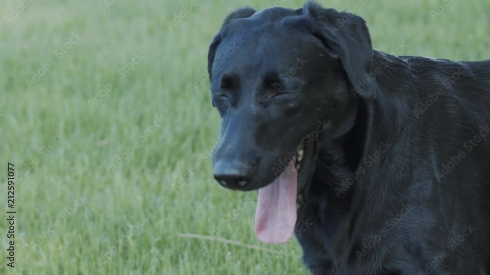 Sleepy, tired black lab dog has a huge yawn while standing in the ...