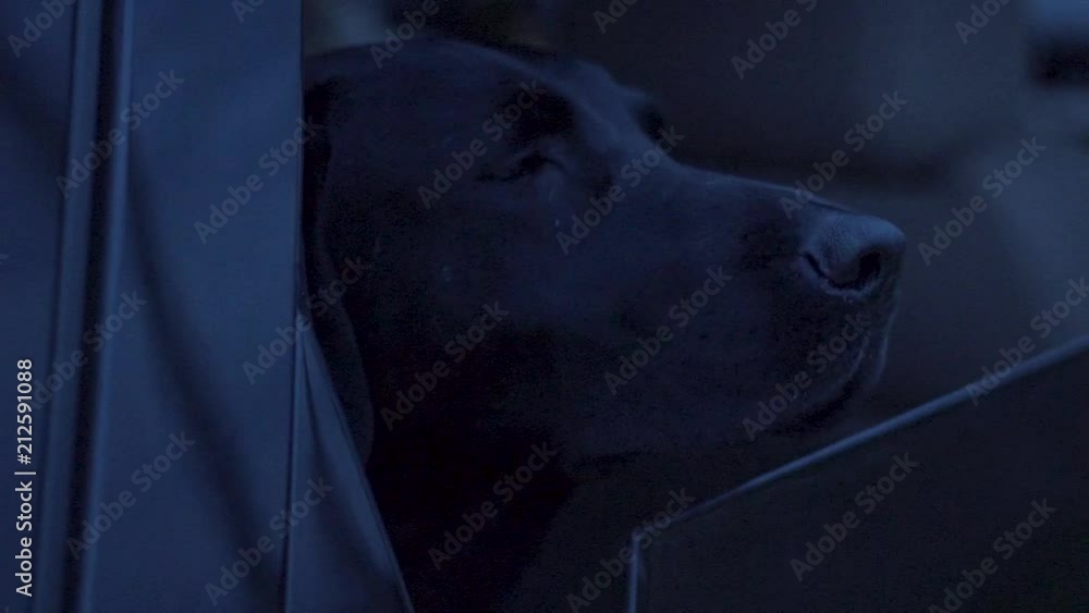 Very calm, beautiful black lab puppy looks out the car window candidly ...