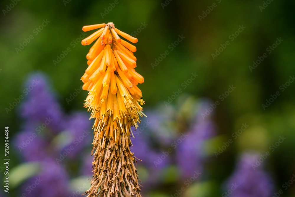 Tison de Satan Stock Photo | Adobe Stock