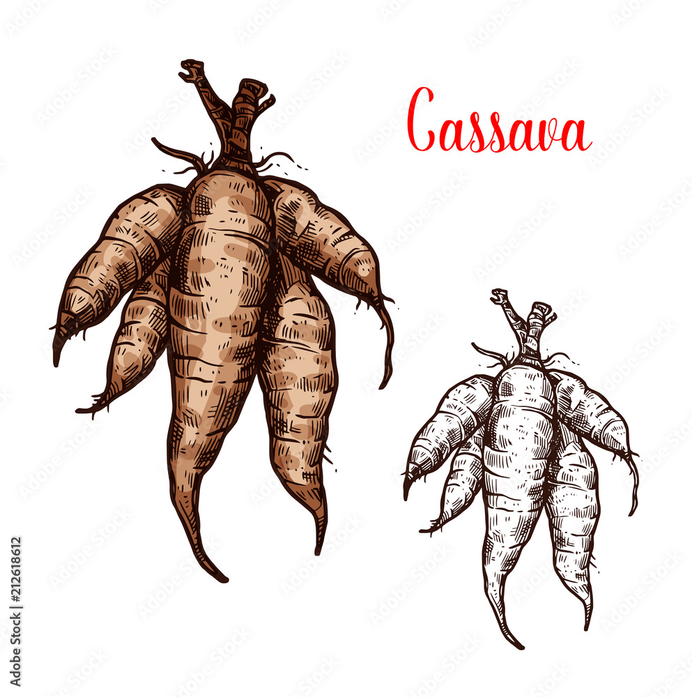 Cassava vector sketch of tropical plant tuber Stock Vector | Adobe Stock