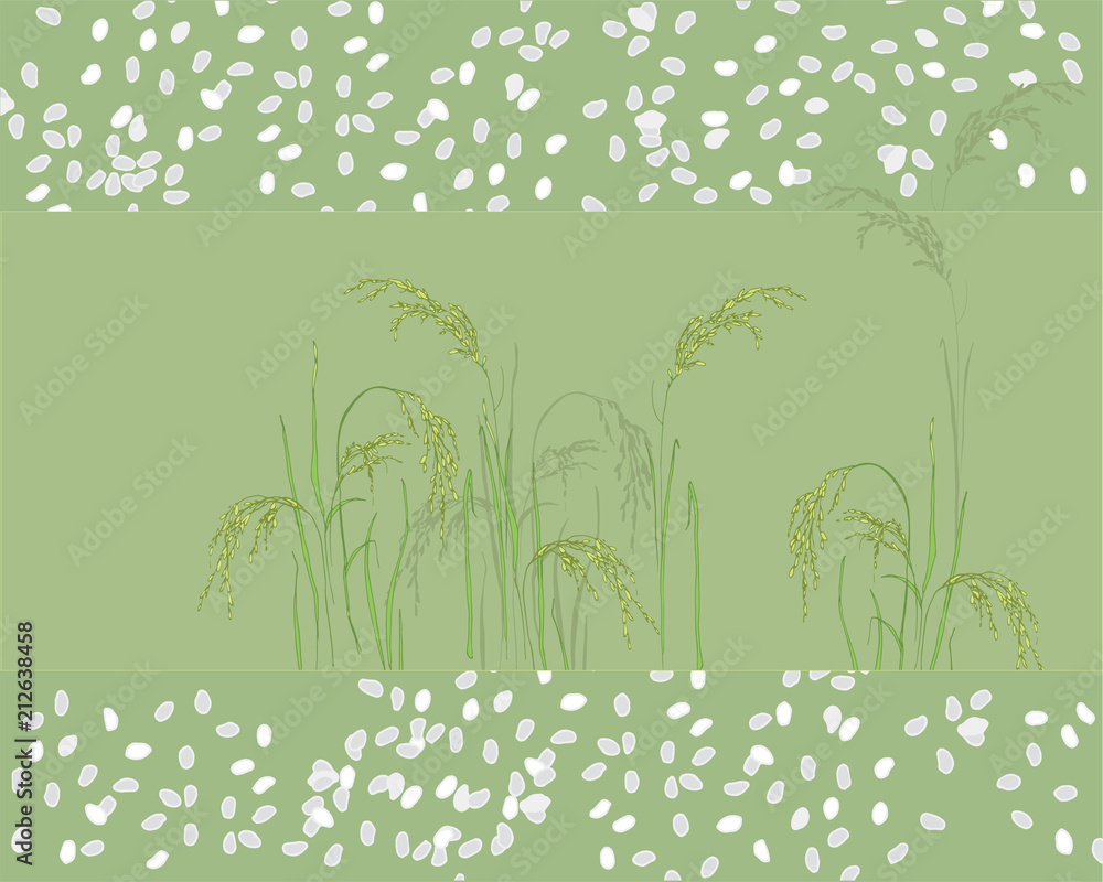 Round, white rice. Seeds of rice. Rice grass in the water. Plantations ...
