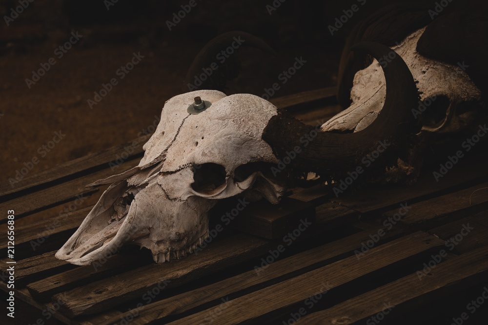 Animal skull on wooden table Stock Photo | Adobe Stock