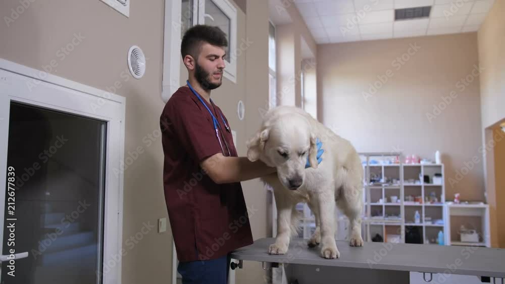 Handsome positive bearded vet doctor hugging his dog patient comforting ...