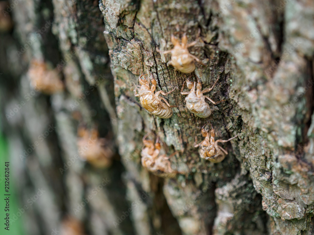 The full molting of cicada. Cicada slough on the tree, after slough off ...