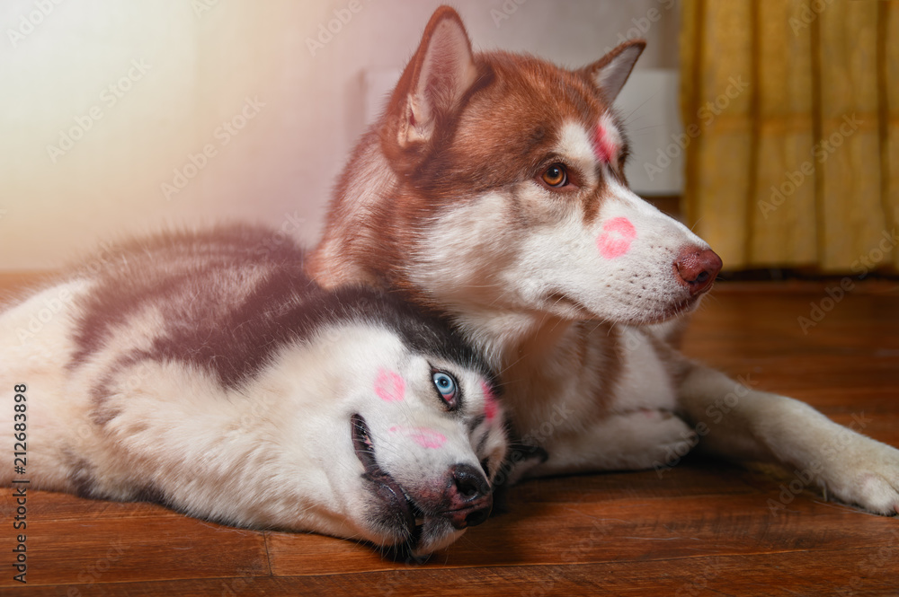Cute Husky Puppies Kissing