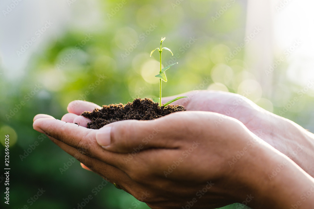 trees growing seedlings in hands. Bokeh green Background Female hand ...