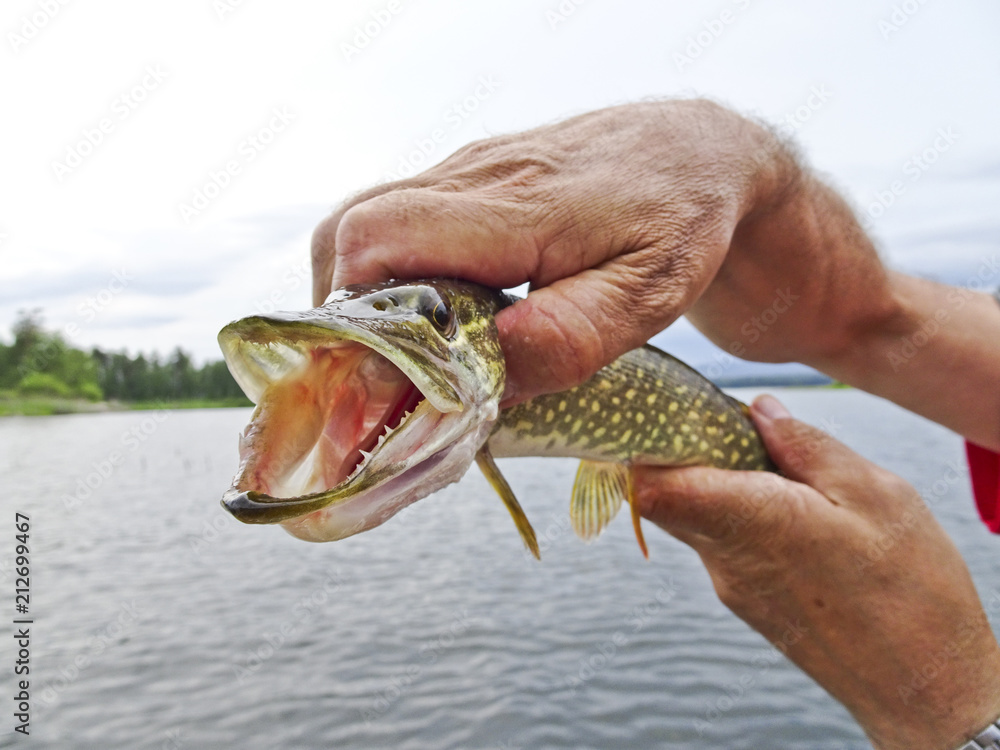 Pike Mouth