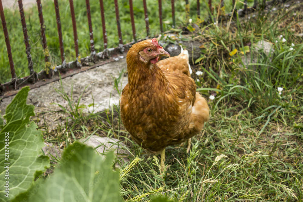 Variegated hen graze in the garden of a rural farm. Hen of meat eggs ...