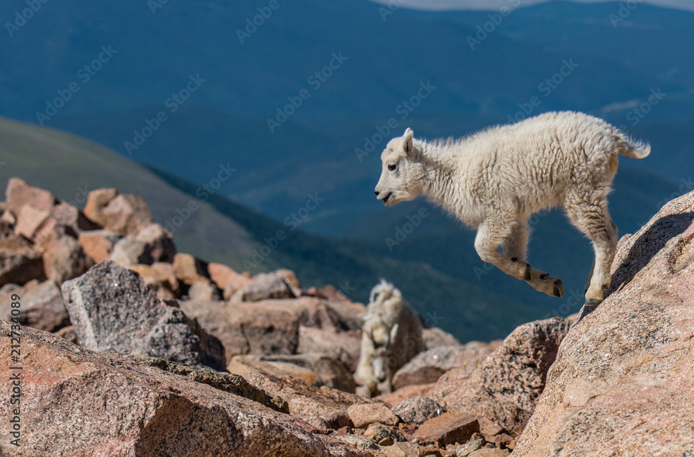 Baby Mountain Goat Jumping