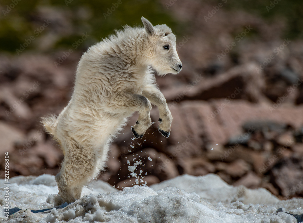 Baby Mountain Goat