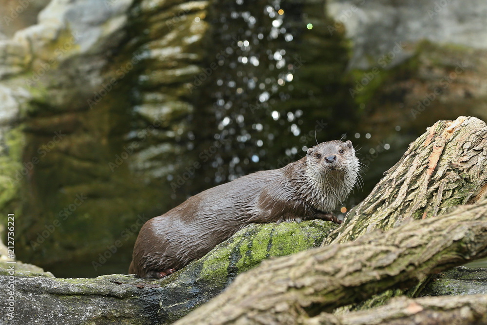 Very cute river otter in the nature habitat. Wild animals in captivity ...