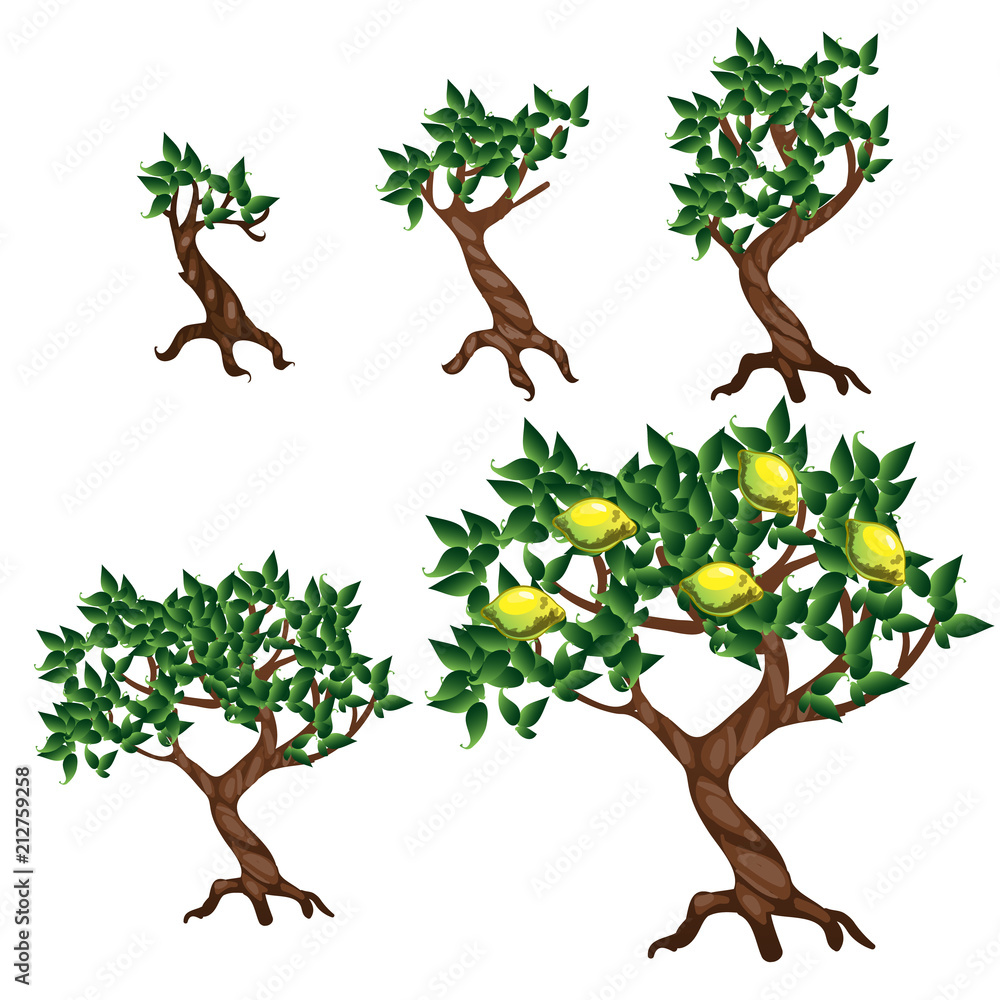 The stages of growing a lemon tree isolated on white background. Vector ...