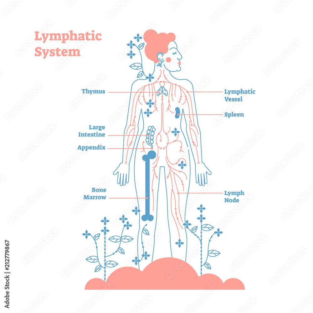 Artistic lymphatic system anatomical vector illustration diagram poster ...