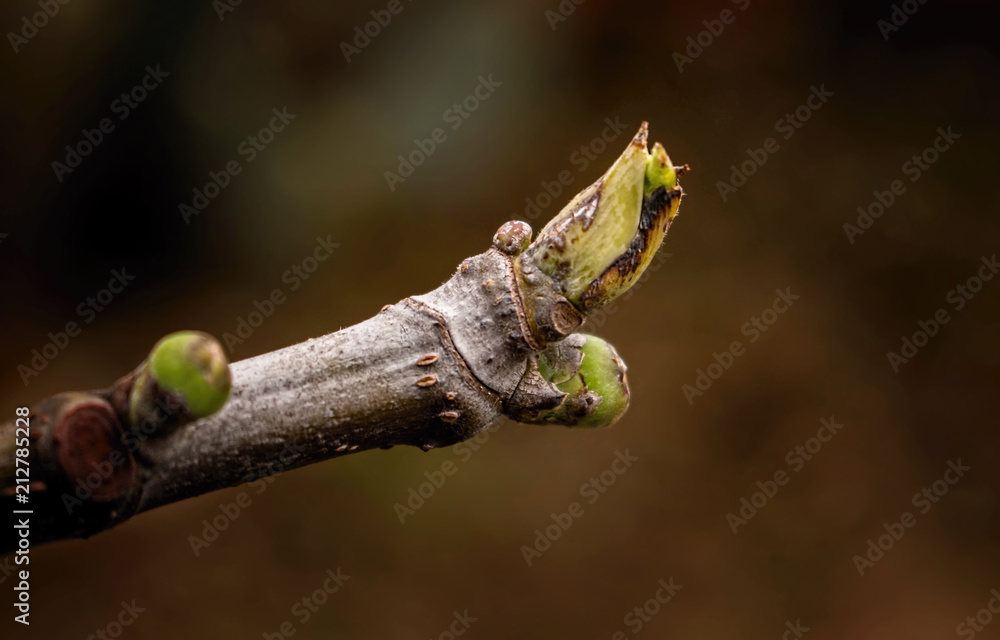 New Growth of Fig Fruits on a Fig Tree Bud. Ficus Carica Stock Photo ...