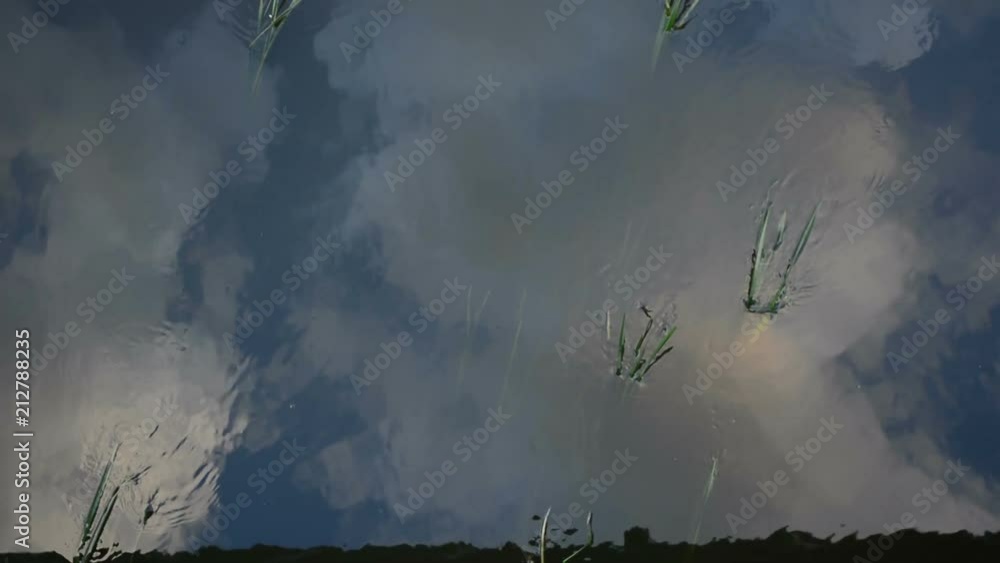 Green algae moving in water, nature texture background. Natural alga ...