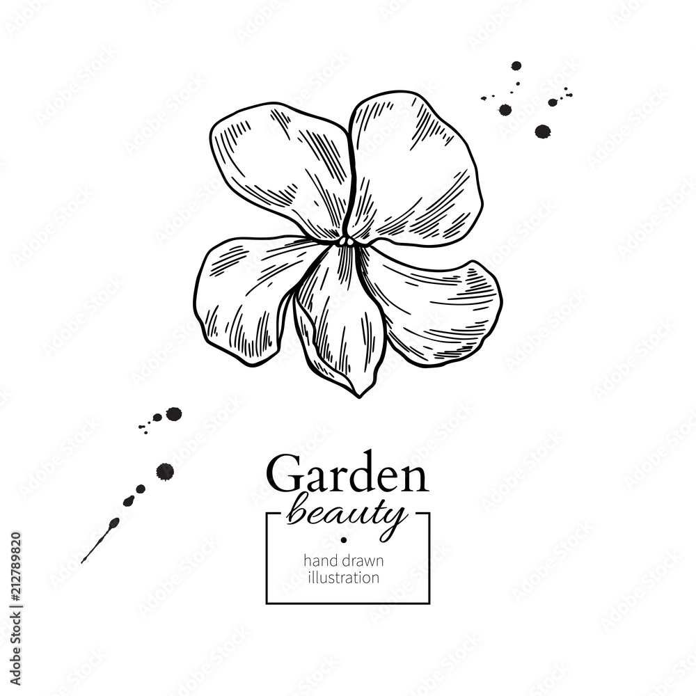 Violet flower drawing. Vector hand drawn engraved floral set. Vi Stock ...