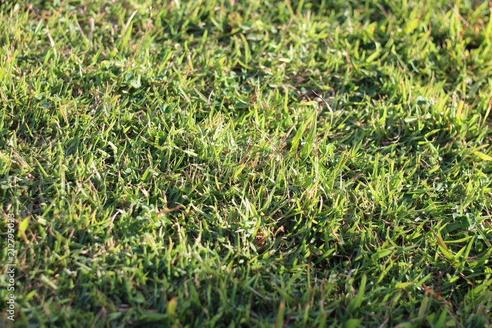 Grama Stock Photo | Adobe Stock