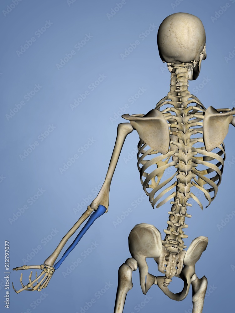 Ulna, Human Skeleton, 3D Model Stock Illustration | Adobe Stock