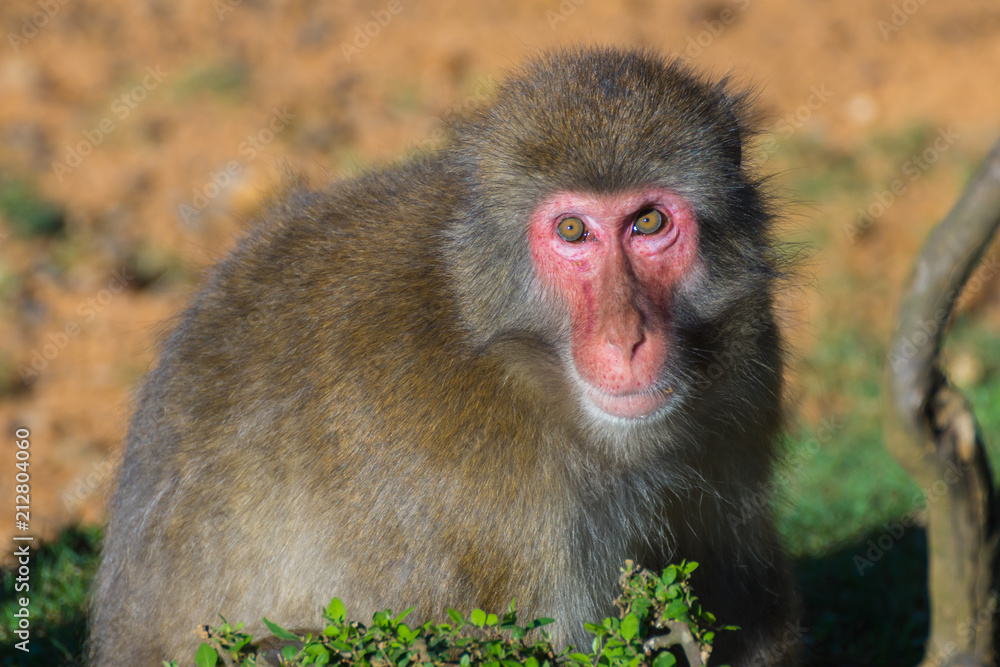 Foto de Native Japanese macaque Macaca fuscata with brown-grey fur, red ...