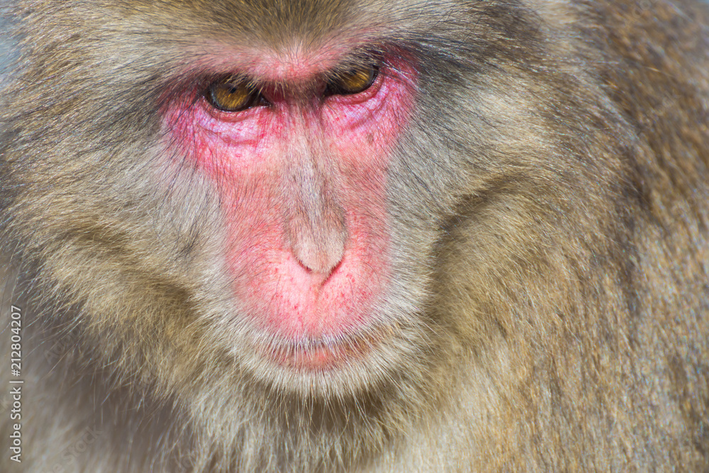Foto de Native Japanese macaque Macaca fuscata with brown-grey fur, red ...