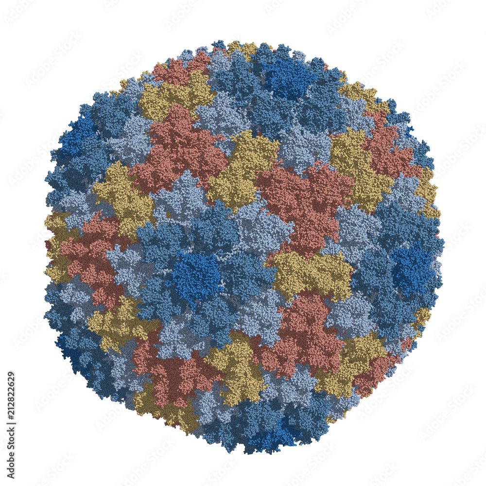 Adenovirus capsid, space-filling model. Adenoviridae are viruses that ...
