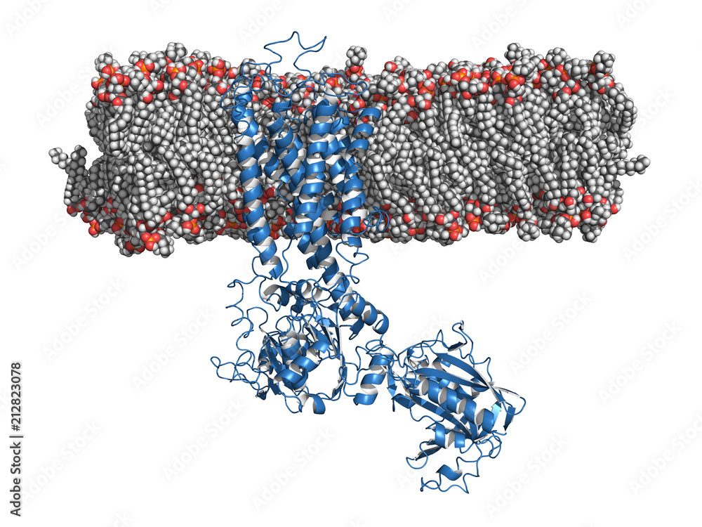 Calcium pump embedded in a membrane. Ca pump controls the release of ...