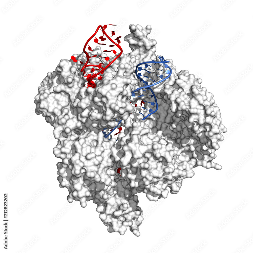 The CRISPR/Cas9 genome editing/engineering system. Surface model of ...