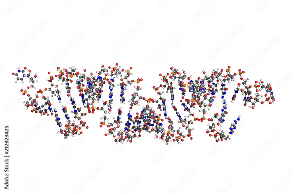 small interfering RNA bound to a messenger RNA, ball and stick model ... small interfering RNA bound to a messenger RNA, ball and stick model ...