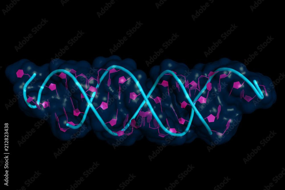 small interfering RNA bound to a messenger RNA, cartoon model with semi ... small interfering RNA bound to a messenger RNA, cartoon model with semi ...