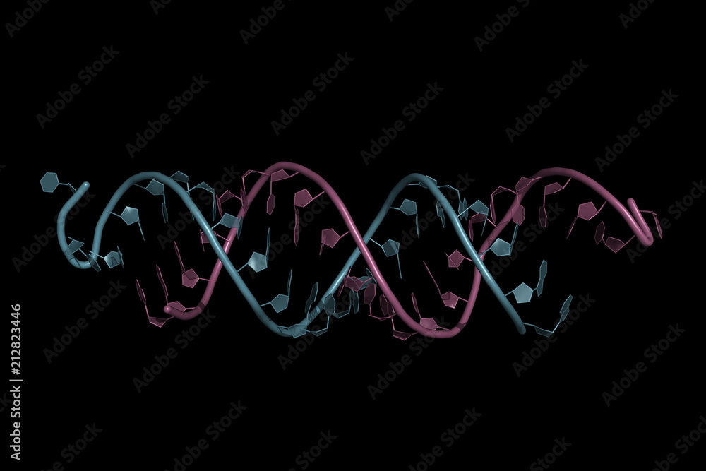 small interfering RNA bound to a messenger RNA, space-filling model ... small interfering RNA bound to a messenger RNA, space-filling model ...