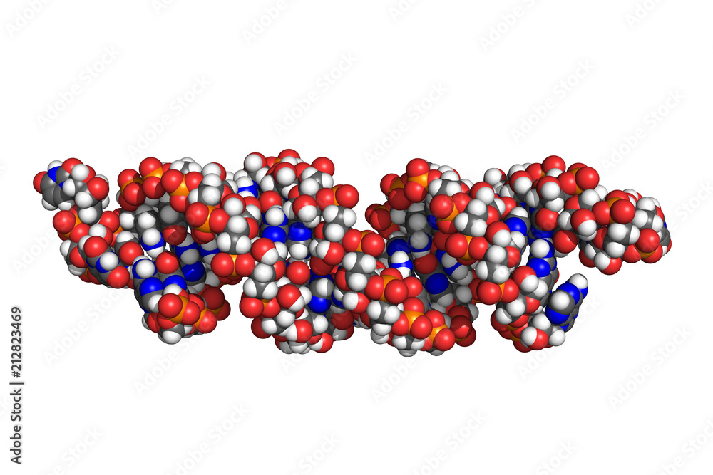small interfering RNA bound to a messenger RNA, space-filling model ...