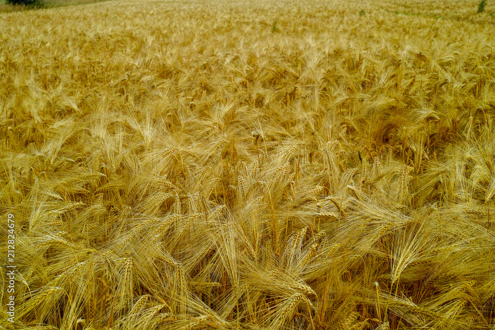 Bio farming, ripe yellow barley plants growing on field, readi to ...