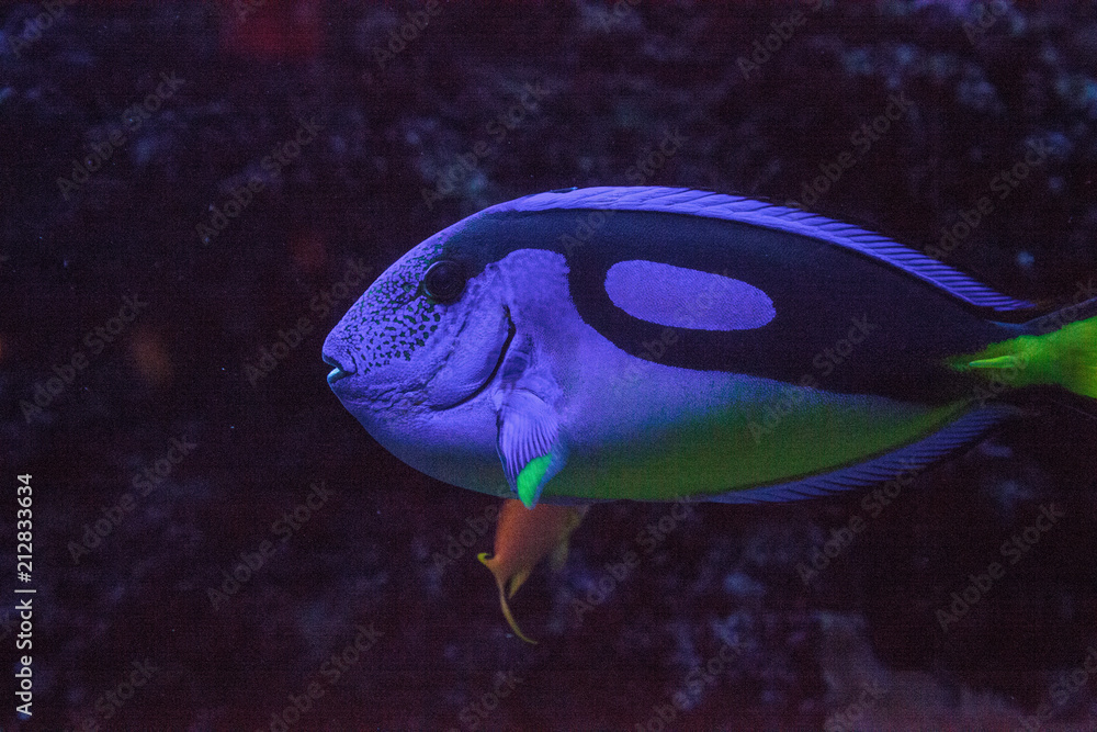 Purple Hippo Tang