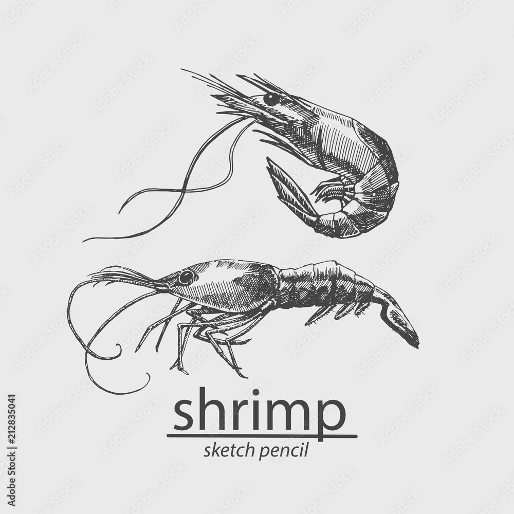 Shrimp. A marine resident. Sketch style. Vector Stock Vector | Adobe Stock