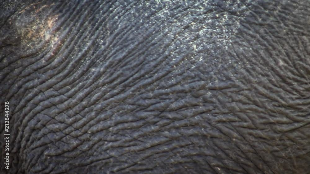 4K, closeup of an elephant swinging his tail. Close up of the rump and ...