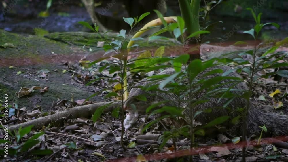 A Crab-eating mongoose is eating a white mouse in nature wildlife at ...