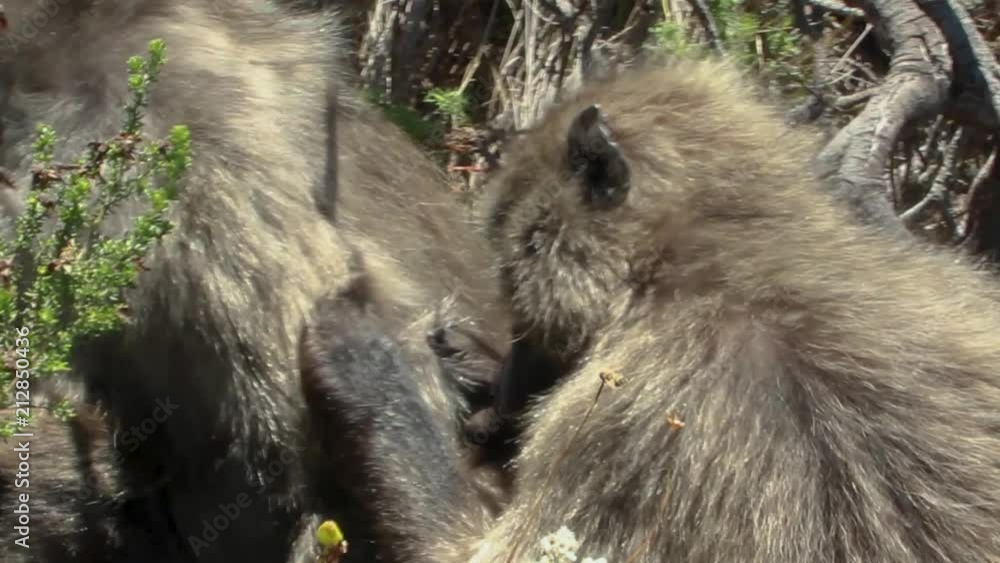 Baboons mating in the wild in Cape Town South Africa Stock Video ...