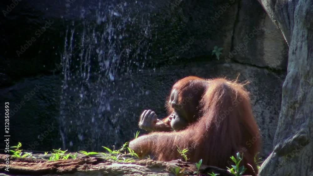 Mother and baby bornean orangutan eating with hand some grass in the ...
