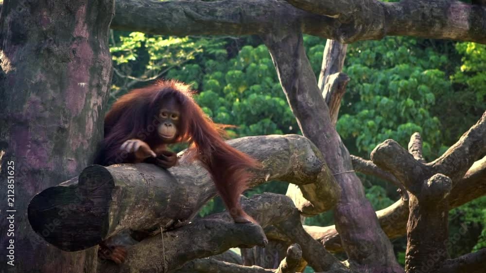 Slow Motion of adult bornean orangutan resting on the top of tree at ...