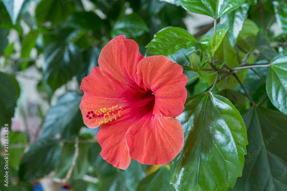 Hibiscus Up Close