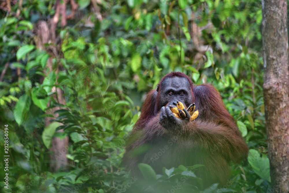 Orangutan (orang-utan) in his natural environment in the rainforest on ...