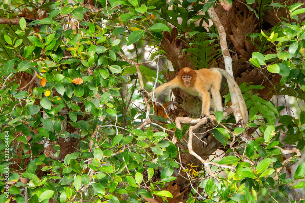 Proboscis monkey (Nasalis larvatus) - long-nosed monkey (dutch monkey ...