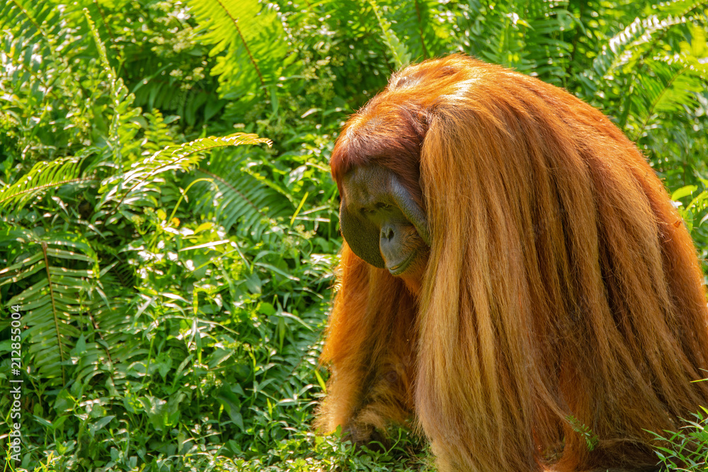 Orangutan (orang-utan) in his natural environment in the rainforest on ...