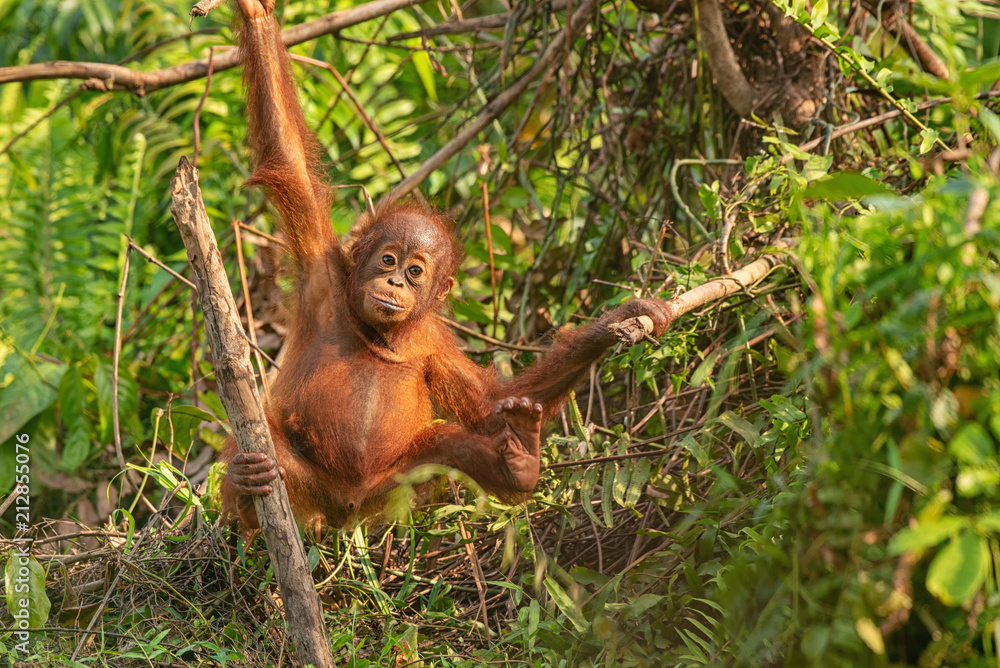 Orangutan (orang-utan) in his natural environment in the rainforest on ...