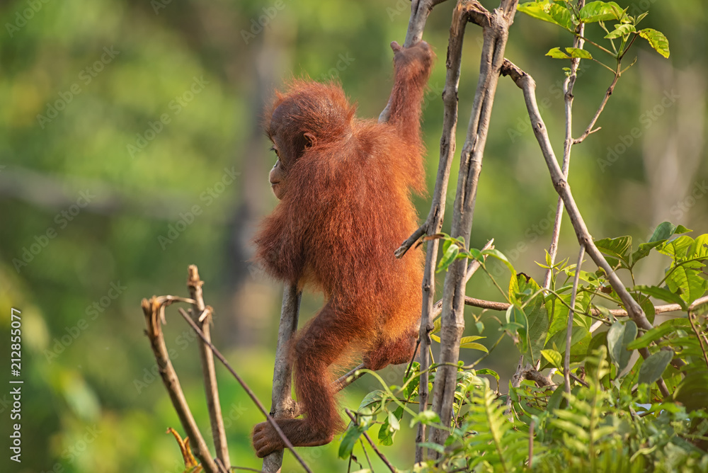 Orangutan (orang-utan) in his natural environment in the rainforest on ...