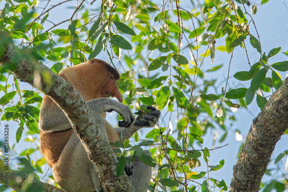 Proboscis monkey (Nasalis larvatus) - long-nosed monkey (dutch monkey ...