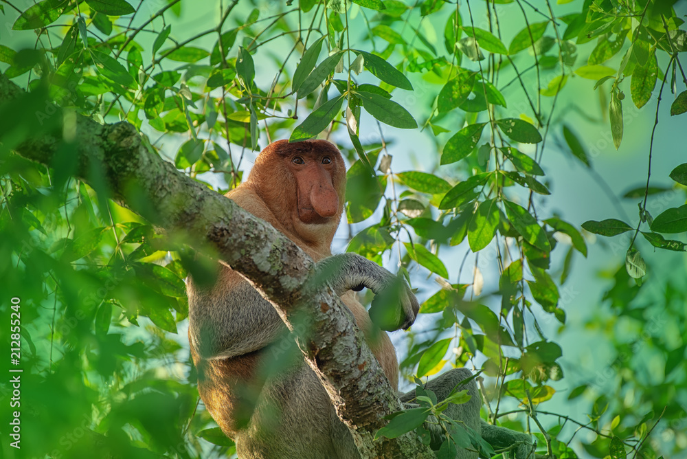 Proboscis monkey (Nasalis larvatus) - long-nosed monkey (dutch monkey ...