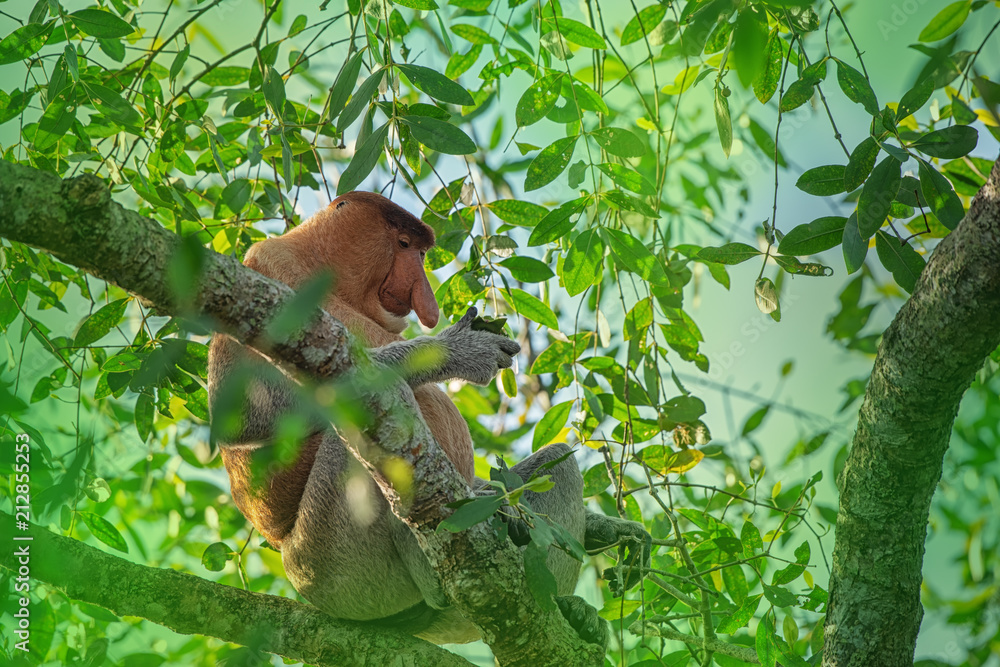 Proboscis monkey (Nasalis larvatus) - long-nosed monkey (dutch monkey ...