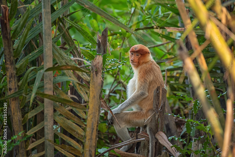 Proboscis monkey (Nasalis larvatus) - long-nosed monkey (dutch monkey ...