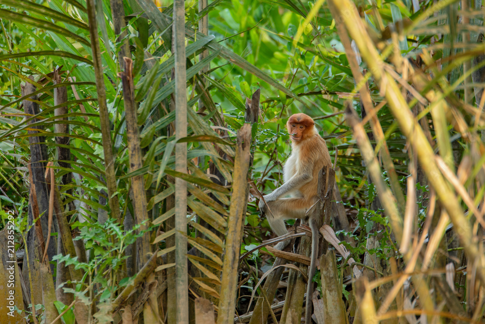 Proboscis monkey (Nasalis larvatus) - long-nosed monkey (dutch monkey ...